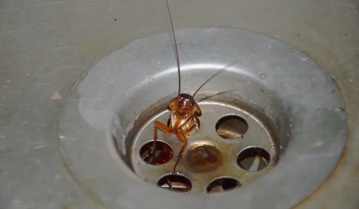 How Weather Impacts Pest Activity in Chicago Homes