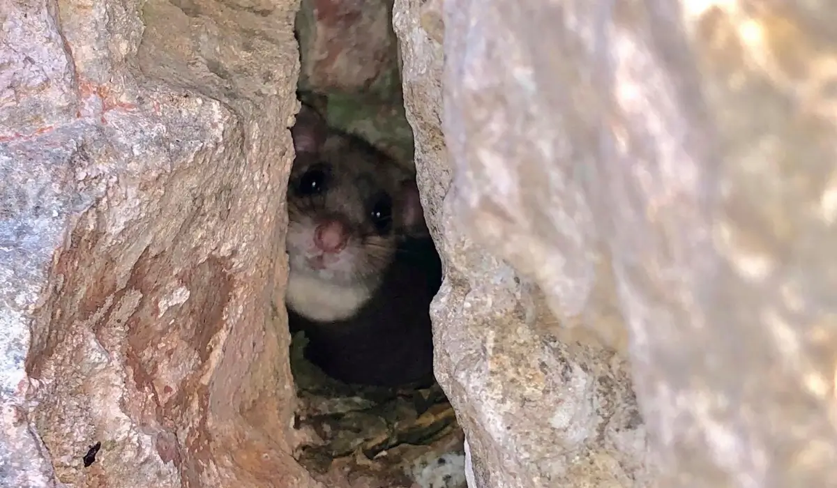 Rodent Season in Chicago: Stop Infestations Before Fall